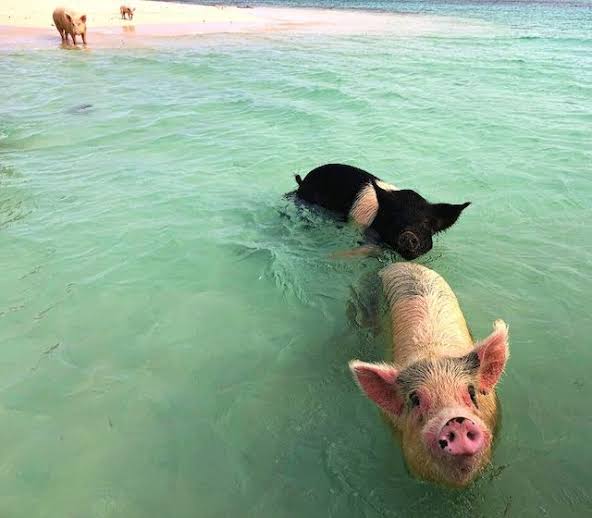 Pig Beach in Progreso: Fun and Cuteness by the Sea! - Chetumal Tours